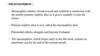 EMBRYOLOGY OF KIDNEY^JURETER^JBLADDER.pptx
