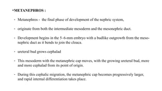 EMBRYOLOGY OF KIDNEY^JURETER^JBLADDER.pptx