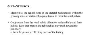 EMBRYOLOGY OF KIDNEY^JURETER^JBLADDER.pptx