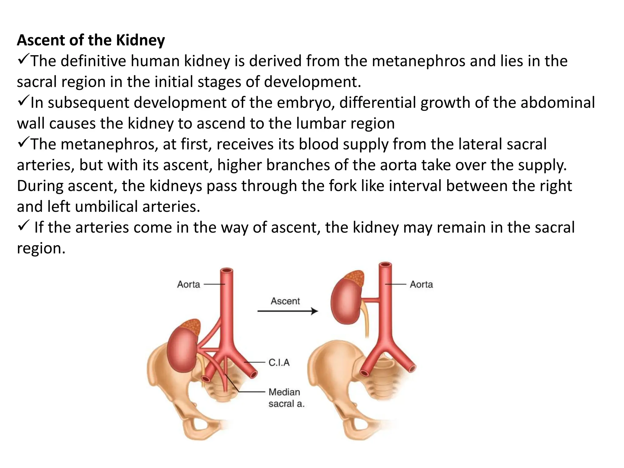 EMBRYOLOGY OF KUB AND ITS CINICAL SIGNIFICANY(1).pptx