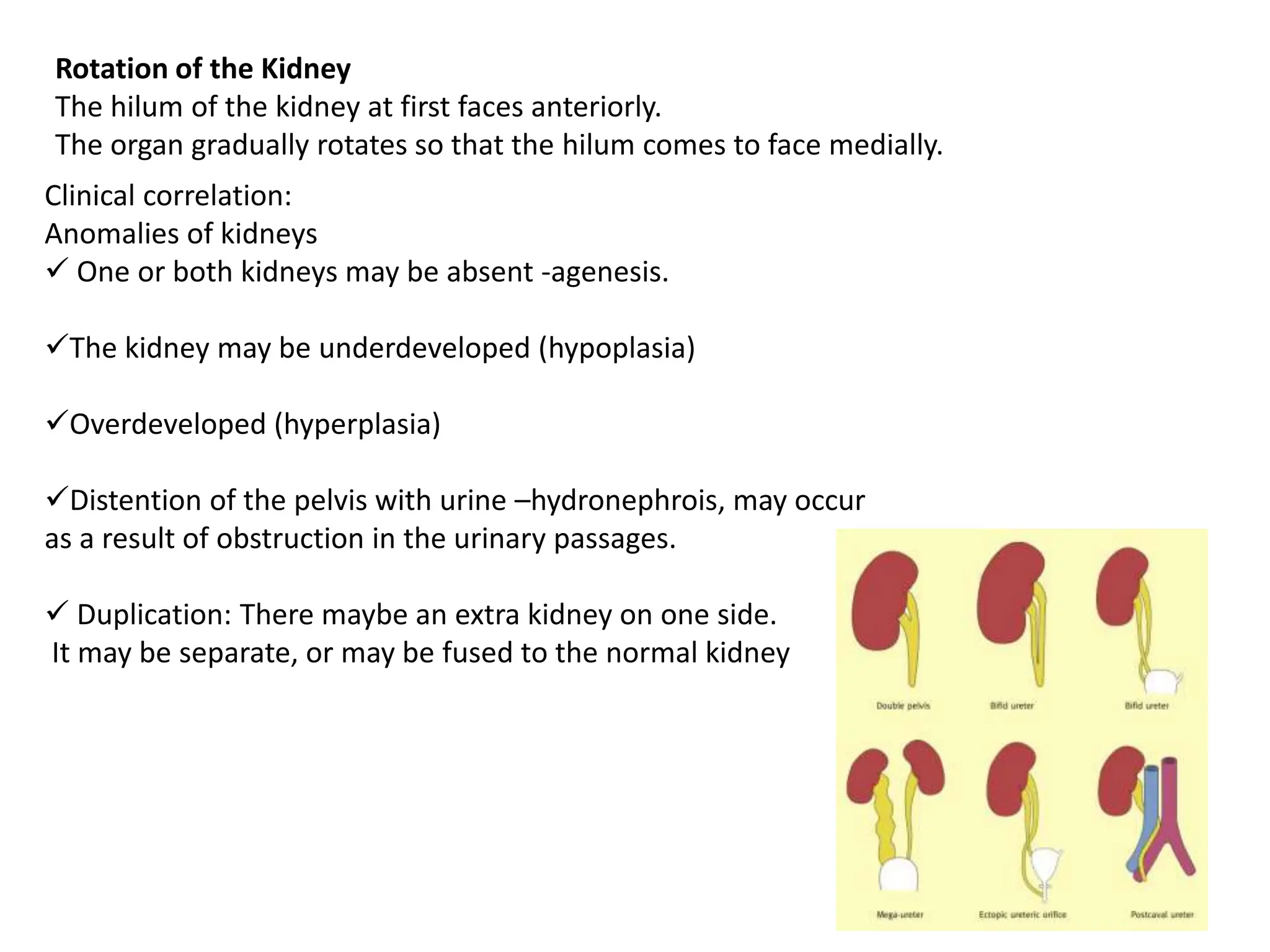EMBRYOLOGY OF KUB AND ITS CINICAL SIGNIFICANY(1).pptx