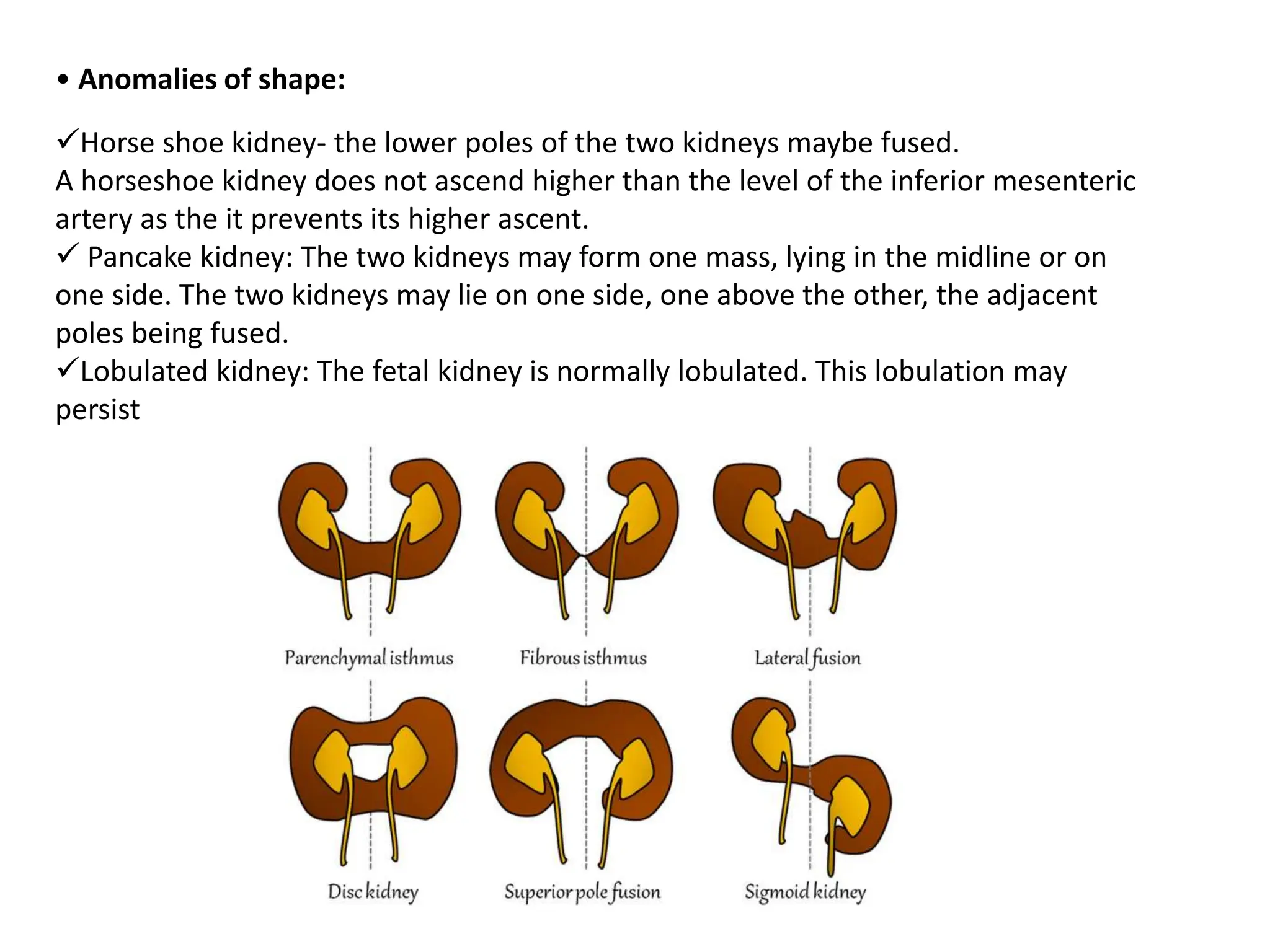 EMBRYOLOGY OF KUB AND ITS CINICAL SIGNIFICANY(1).pptx