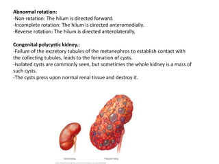 EMBRYOLOGY OF KUB AND ITS CINICAL SIGNIFICANY(1).pptx