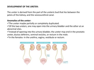 EMBRYOLOGY OF KUB AND ITS CINICAL SIGNIFICANY(1).pptx