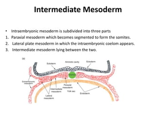 EMBRYOLOGY OF KUB AND ITS CINICAL SIGNIFICANY(1).pptx