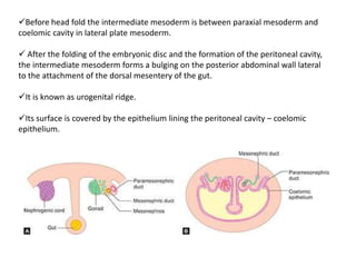 EMBRYOLOGY OF KUB AND ITS CINICAL SIGNIFICANY(1).pptx