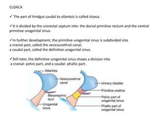 EMBRYOLOGY OF KUB AND ITS CINICAL SIGNIFICANY(1).pptx