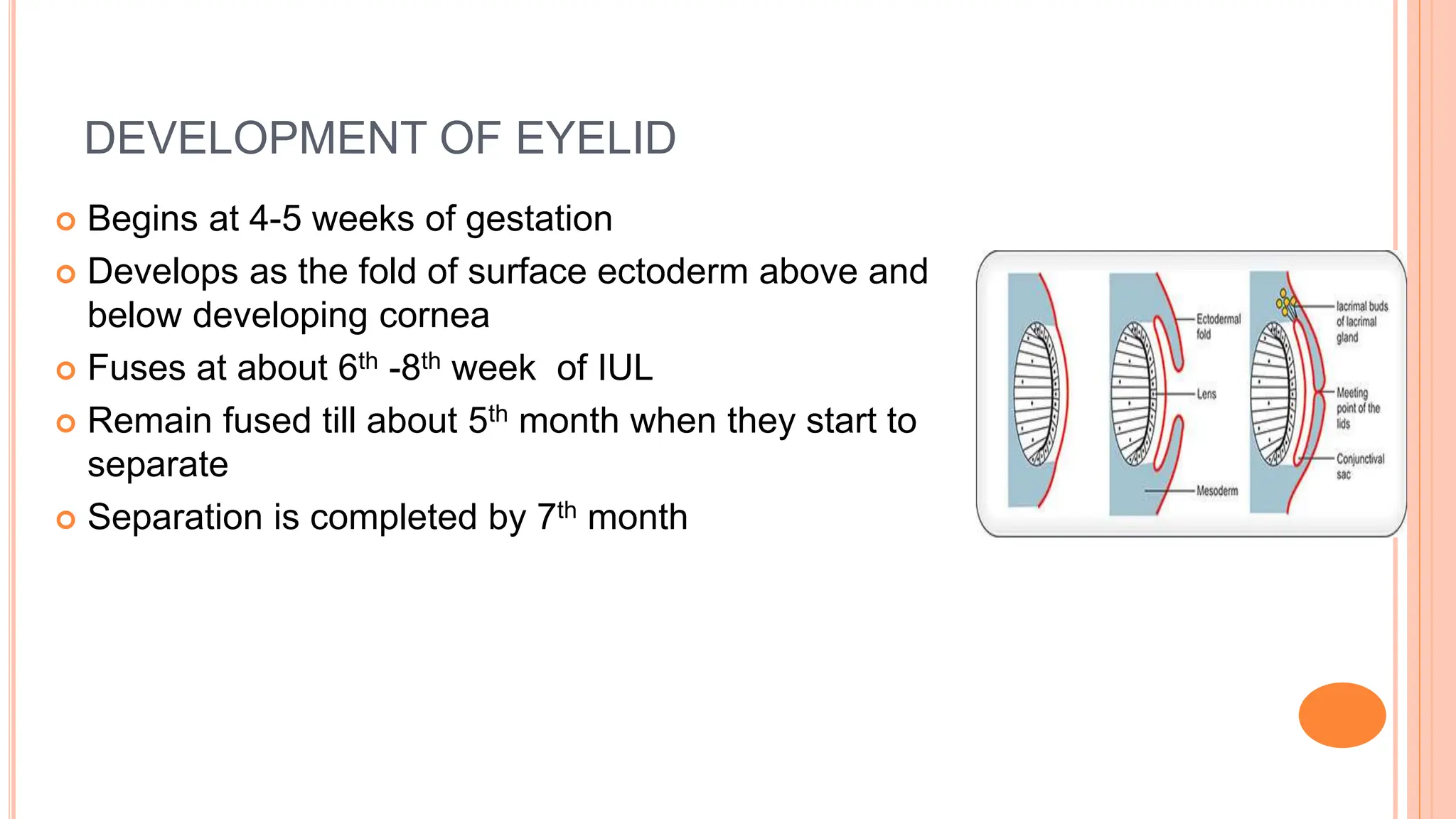 embryology of lids and adnexa.pptx embryology | PPTX