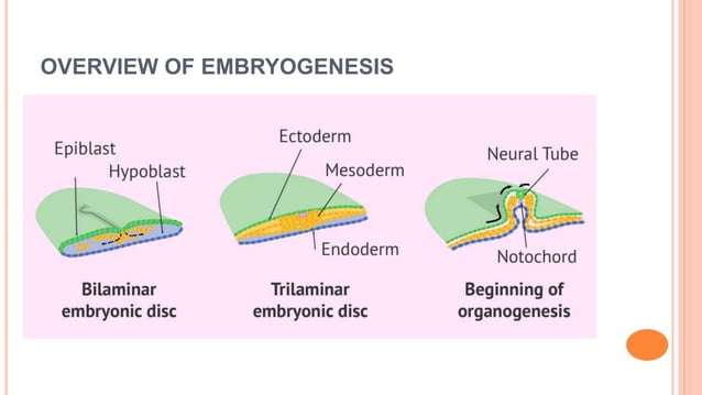 embryology of lids and adnexa.pptx embryology | PPTX | Eye and Vision Conditions | Diseases and ...