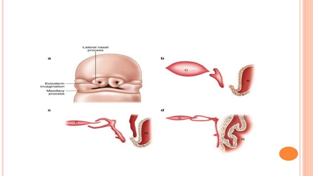 embryology of lids and adnexa.pptx embryology | PPTX | Eye and Vision Conditions | Diseases and ...