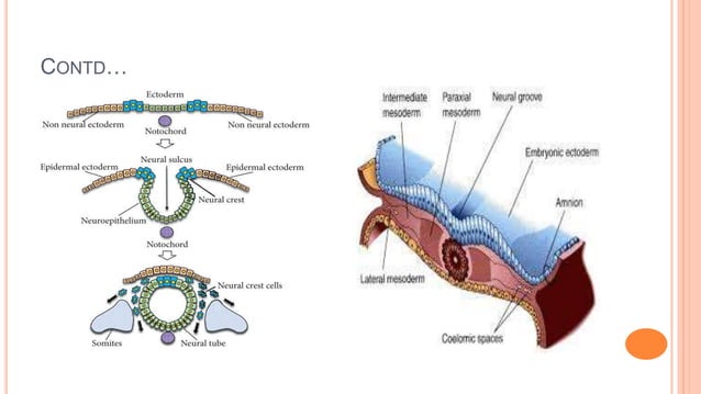 embryology of lids and adnexa.pptx embryology | PPTX | Eye and Vision Conditions | Diseases and ...