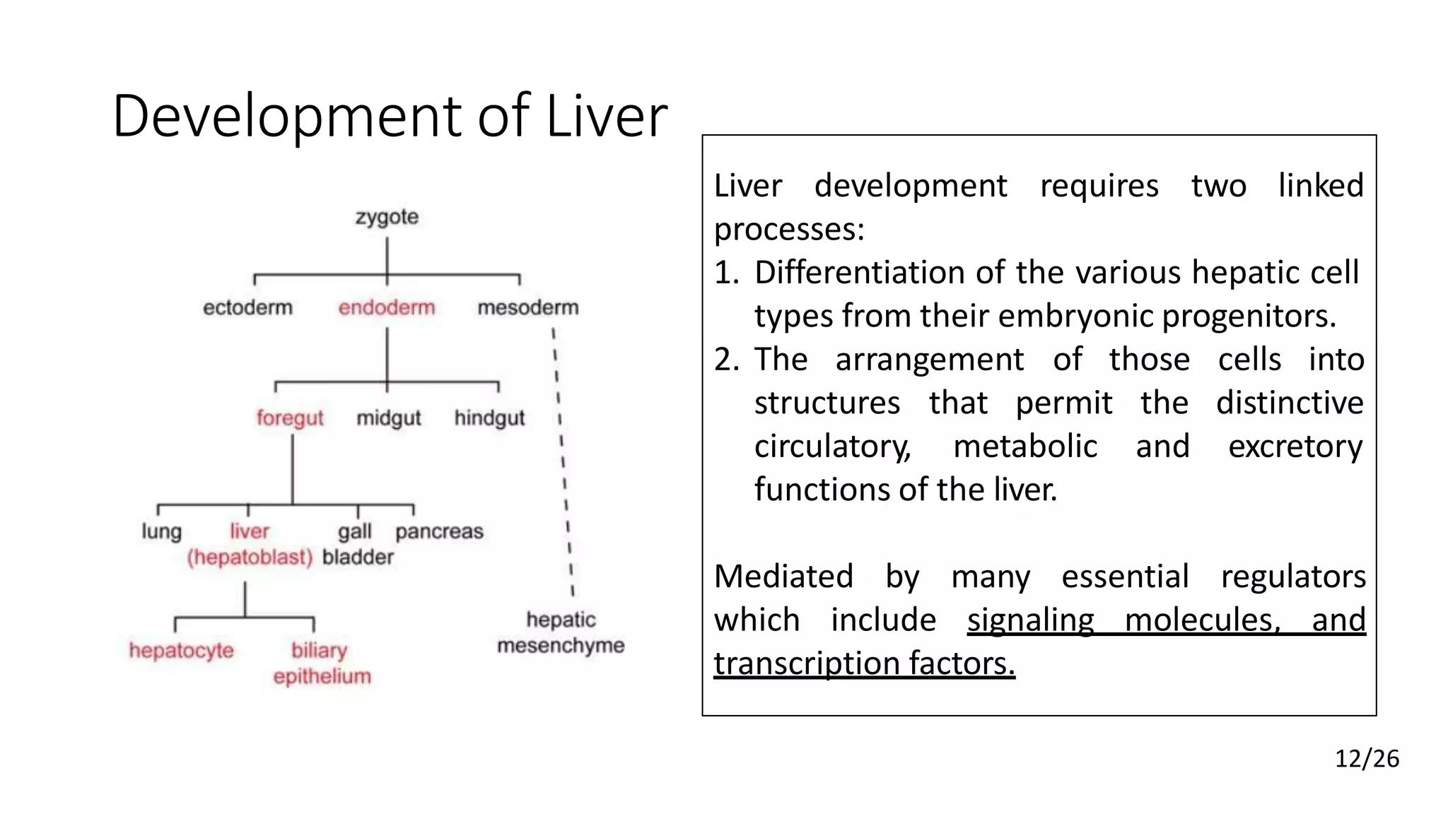 embryologyofliver-170215140438.pptx
