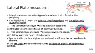 embryologyofliver-170215140438.pptx