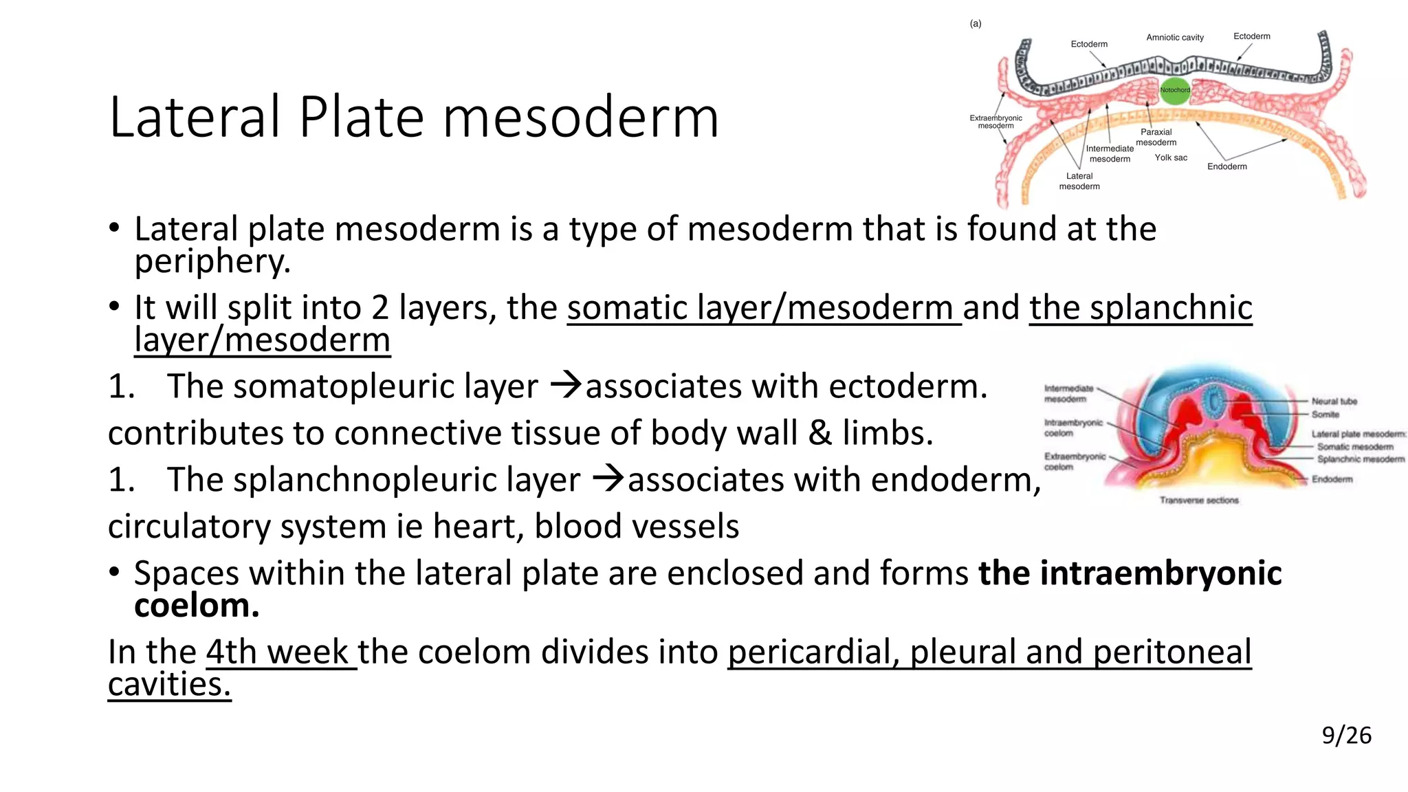 Embryology of liver | PPTX