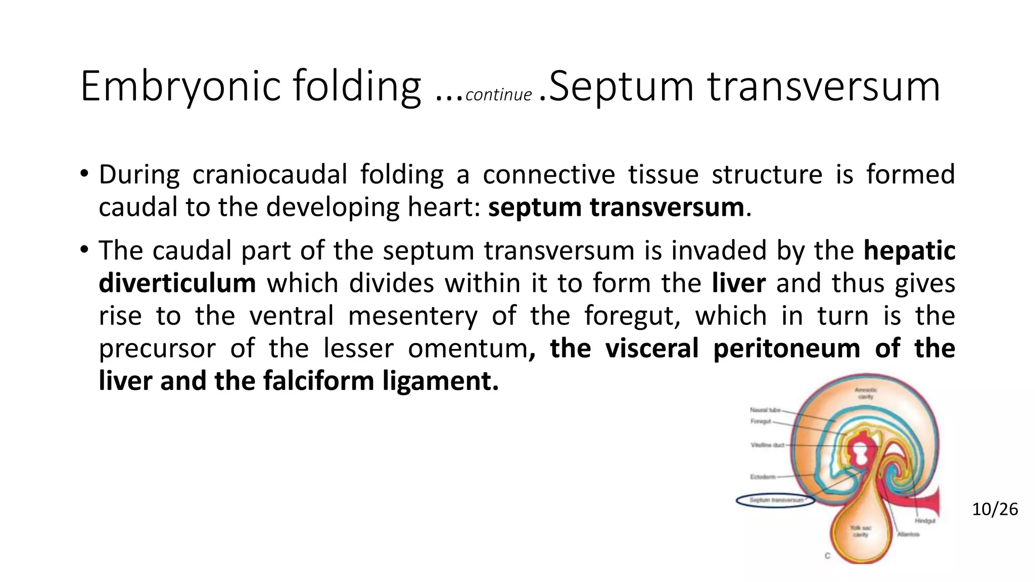 Embryology of liver | PPTX