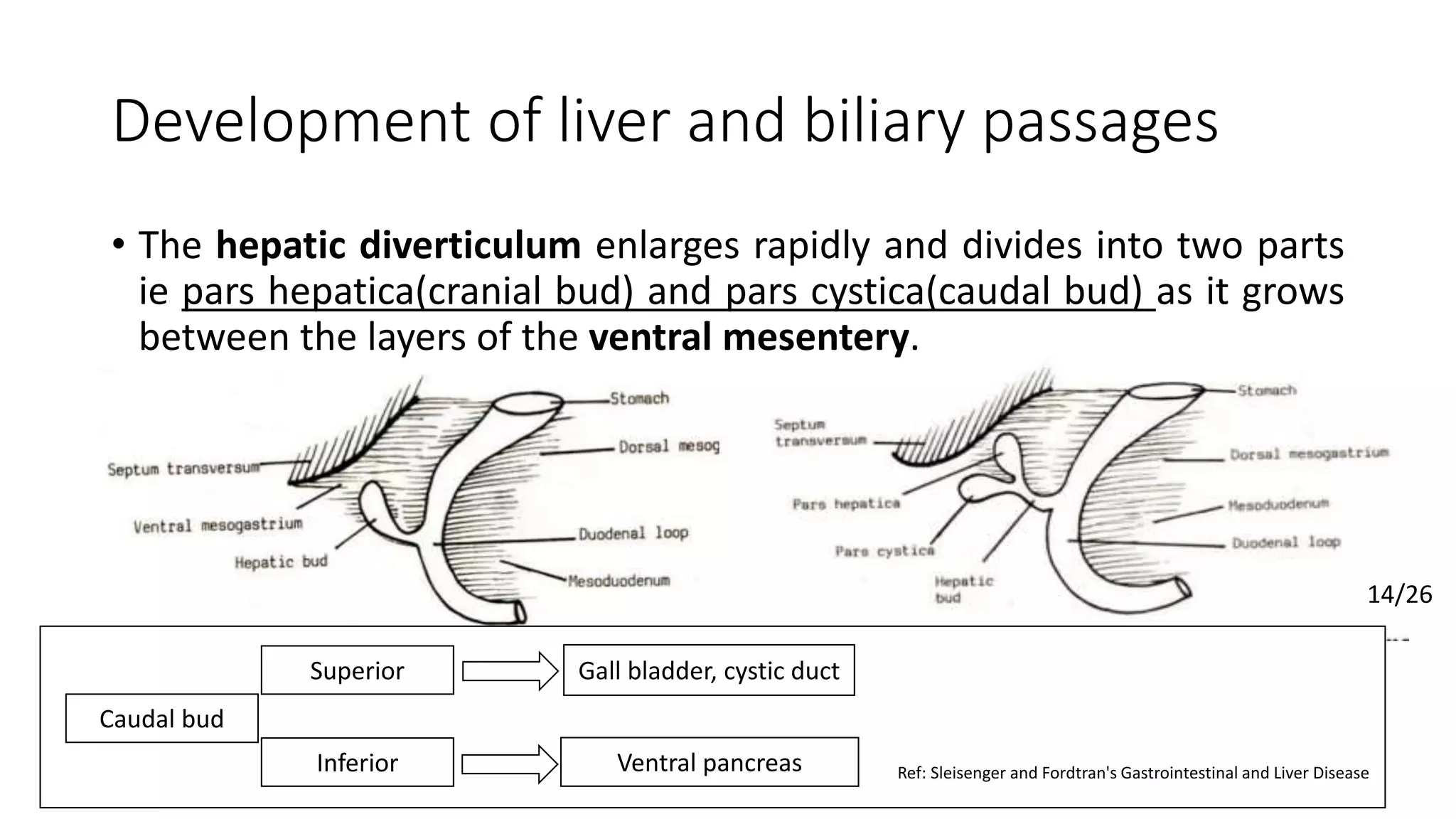 Embryology of liver | PPTX