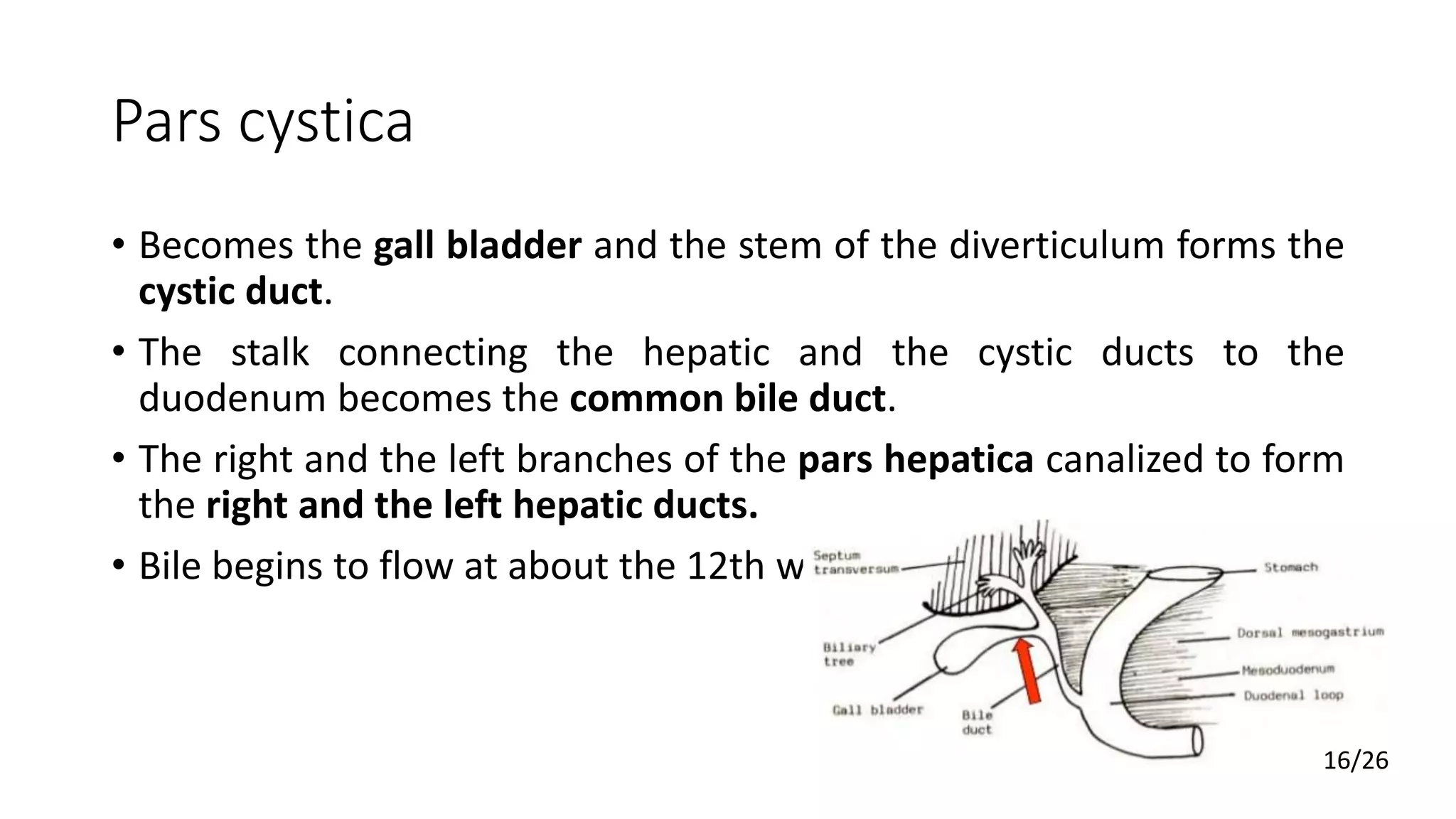 Embryology of liver | PPTX