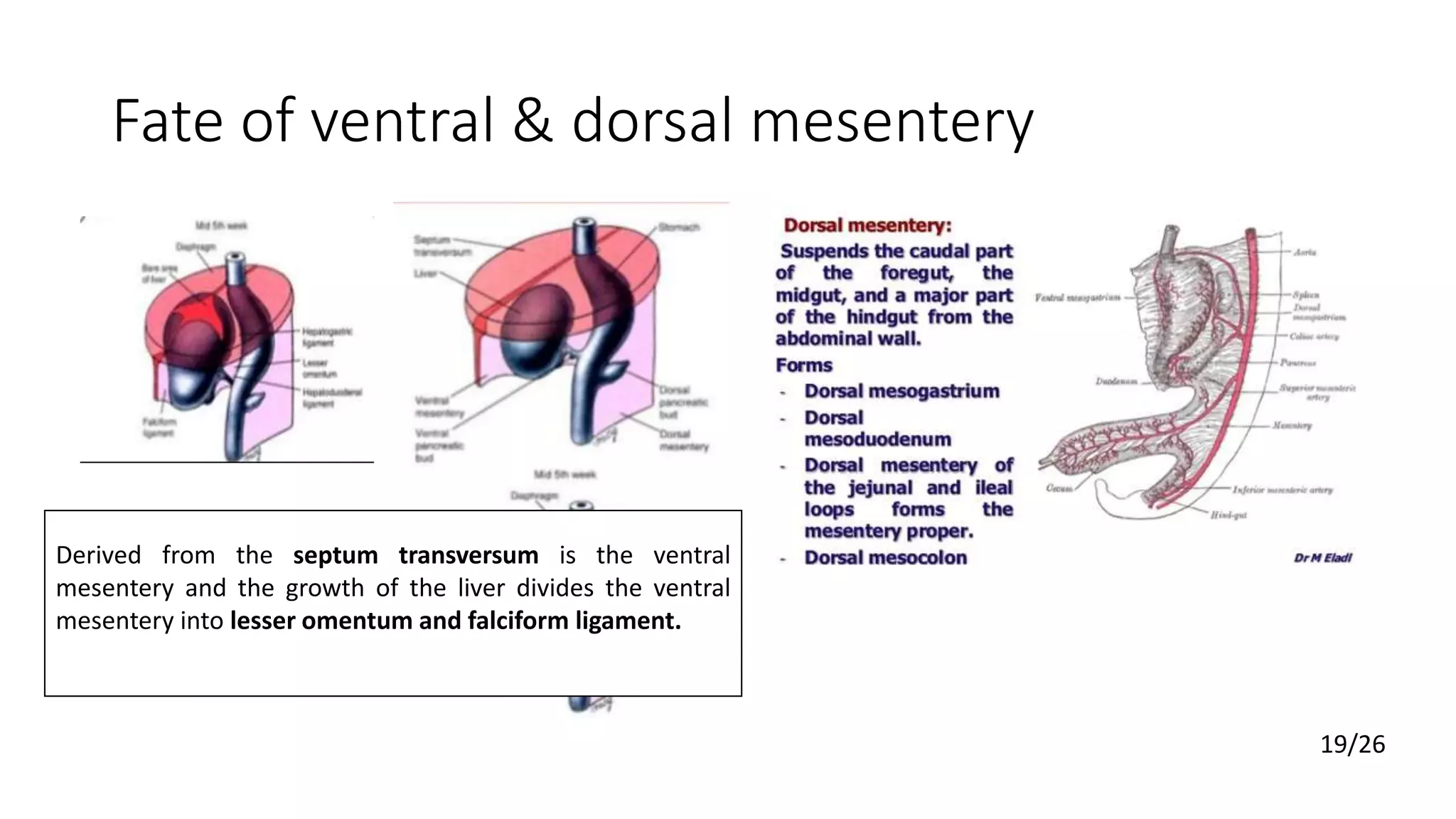 Embryology of liver | PPTX