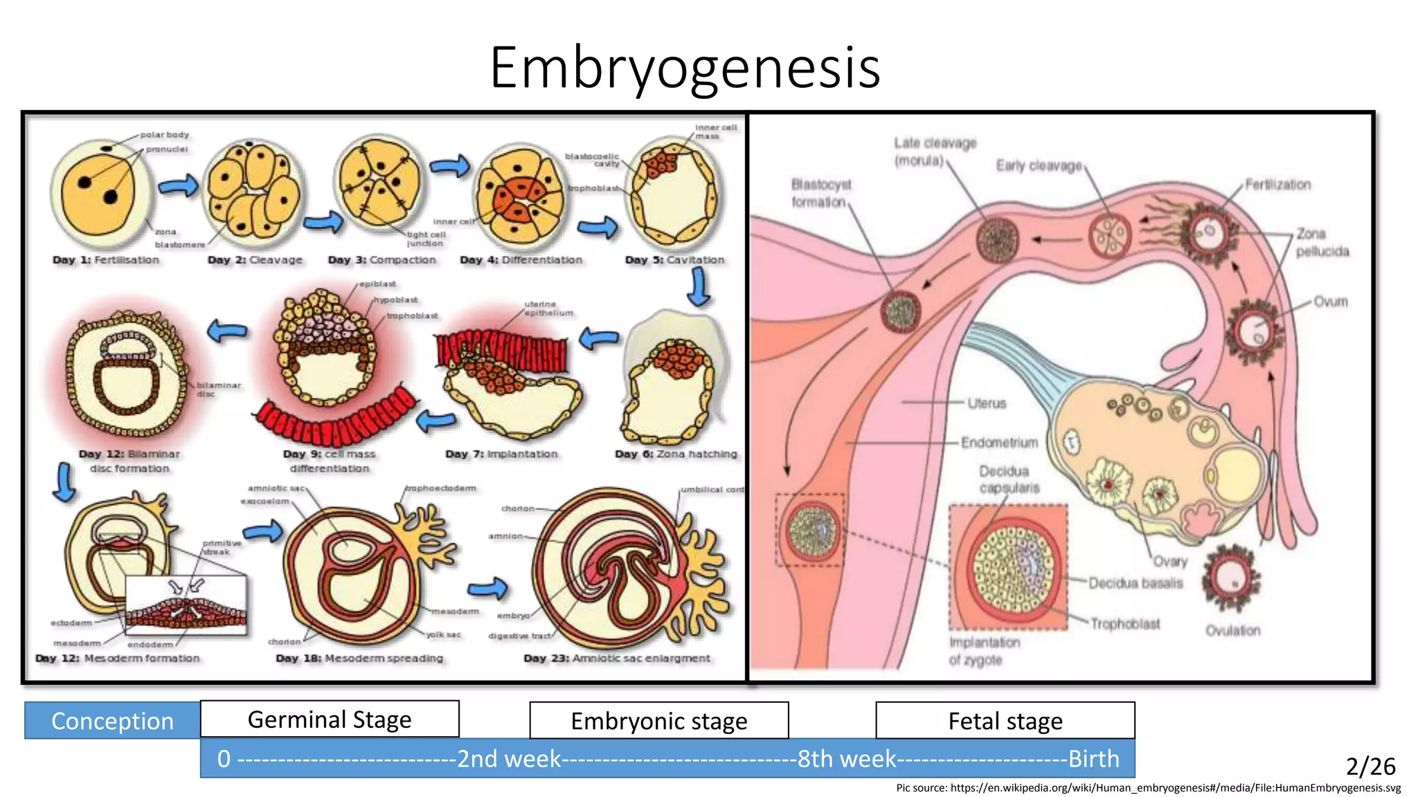 Embryology of liver | PPTX