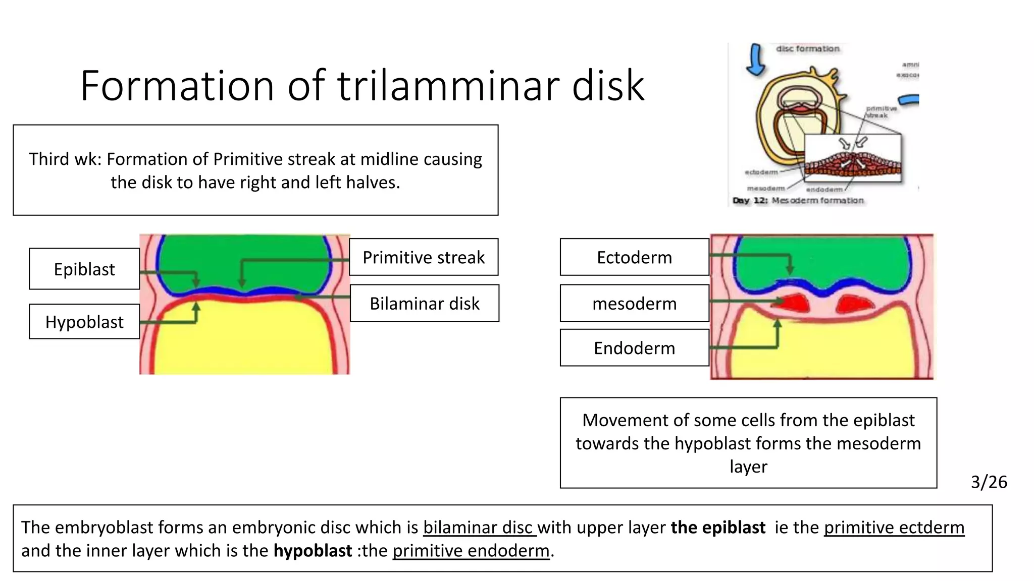 Embryology of liver | PPTX