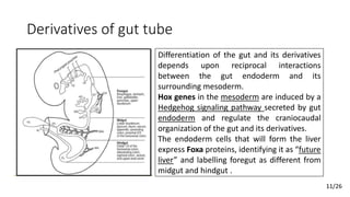 Embryology of liver | PPTX