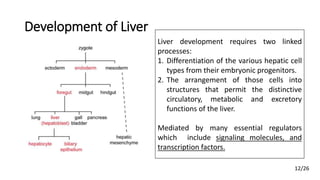 Embryology of liver | PPTX
