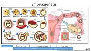 Embryology of liver | PPTX