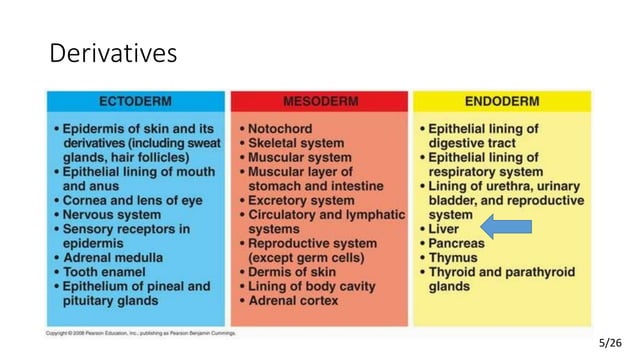 Embryology of liver | PPTX
