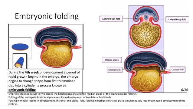 Embryology of liver | PPTX