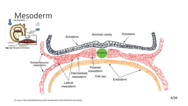 Embryology of liver | PPT