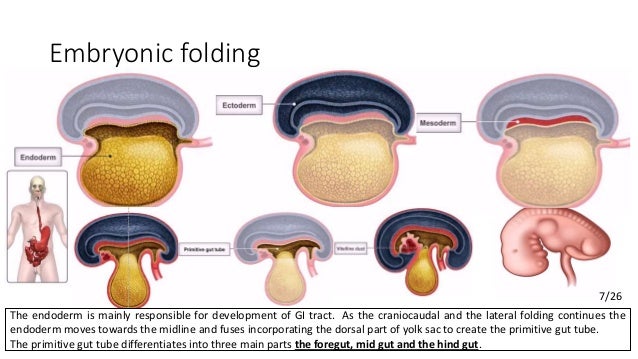 Embryology of liver