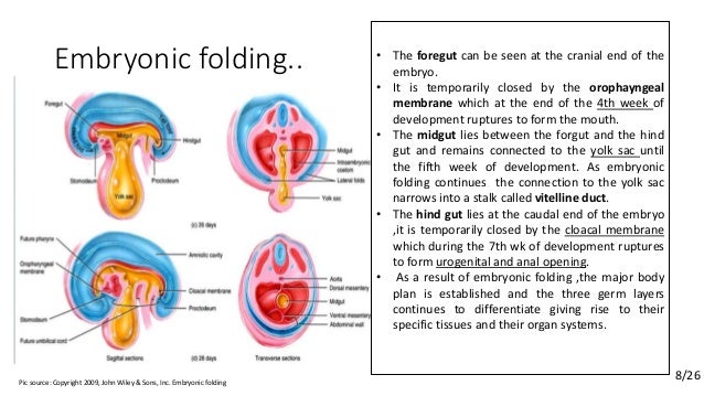Embryology of liver