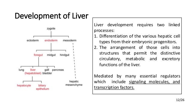 Embryology of liver