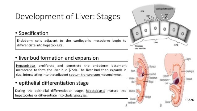 Embryology of liver