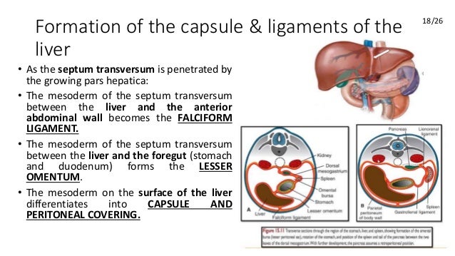 Embryology of liver