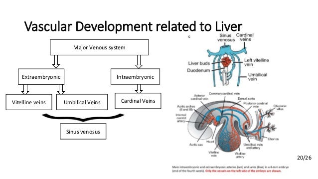 Embryology of liver