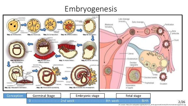 Embryology of liver