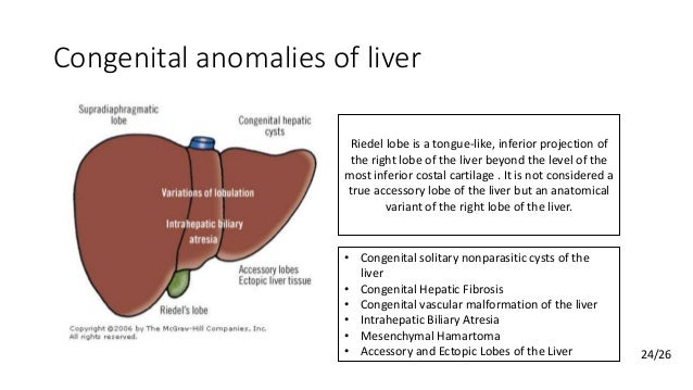 Embryology of liver
