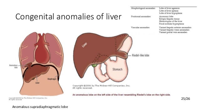 Embryology of liver