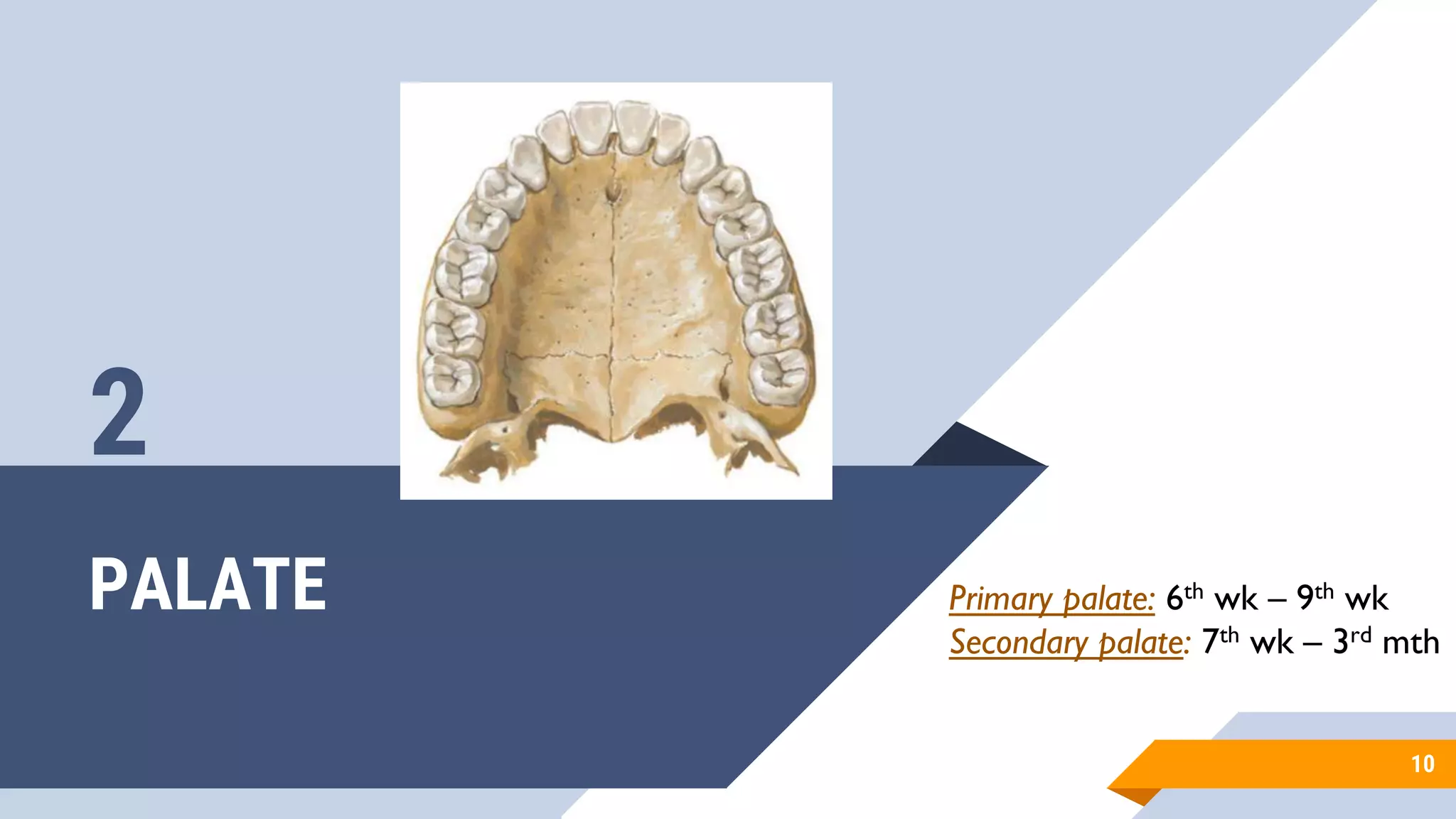 Embryology of Maxilla, Palate, Maxillary sinus & Lips and their Defects ...