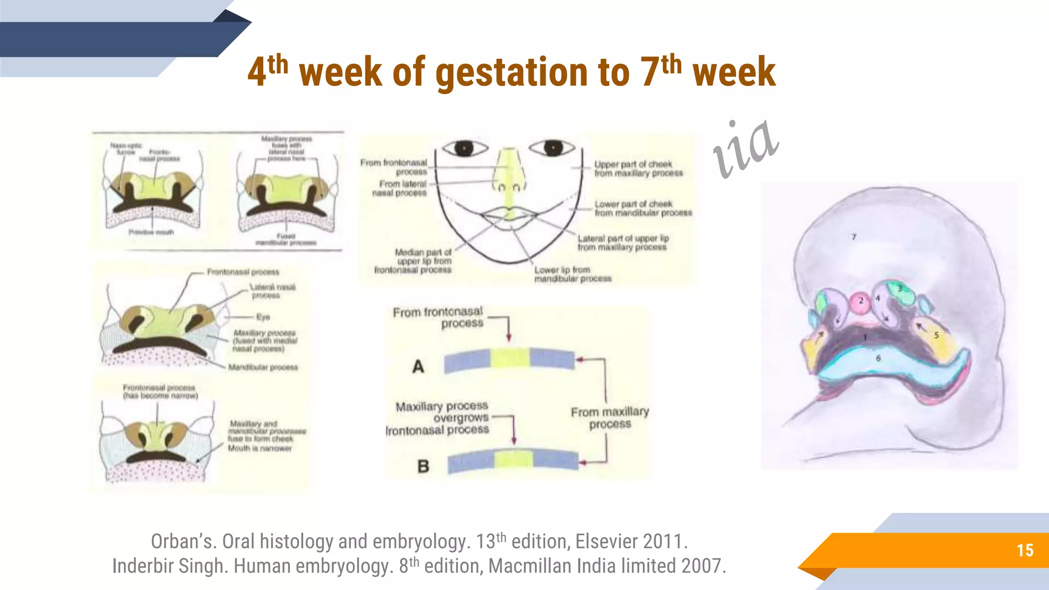 Embryology of Maxilla, Palate, Maxillary sinus & Lips and their Defects ...