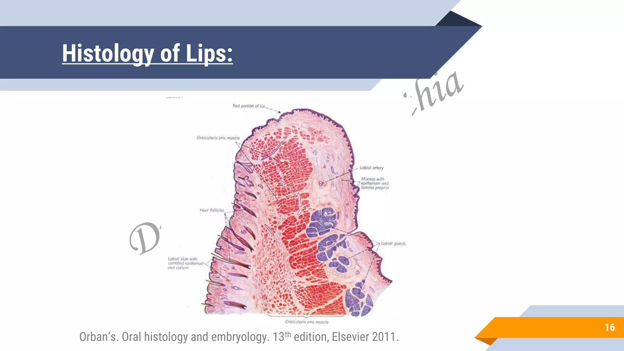Embryology of Maxilla, Palate, Maxillary sinus & Lips and their Defects ...