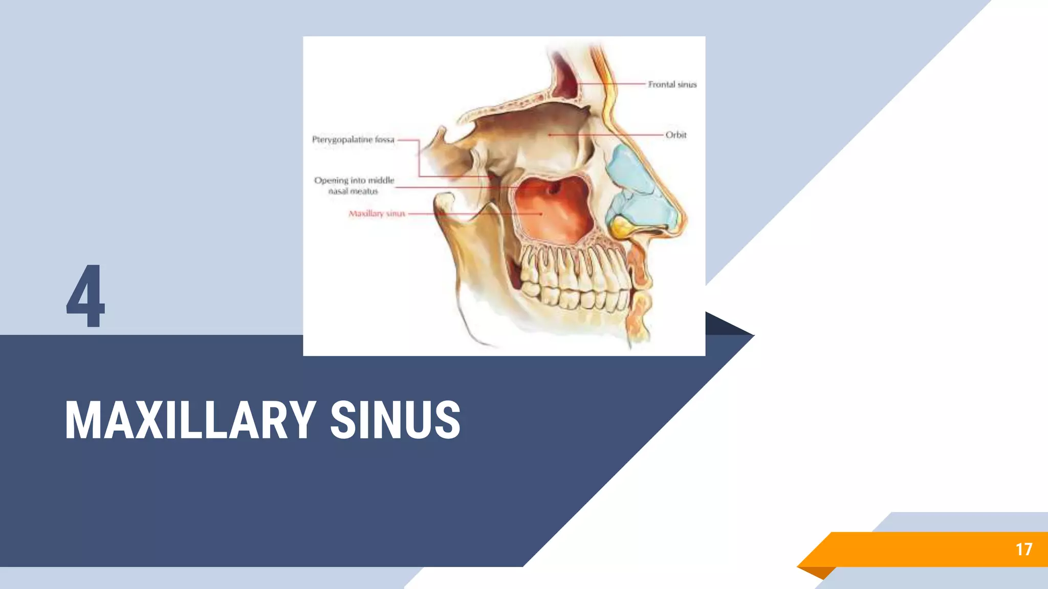 Embryology of Maxilla, Palate, Maxillary sinus & Lips and their Defects ...