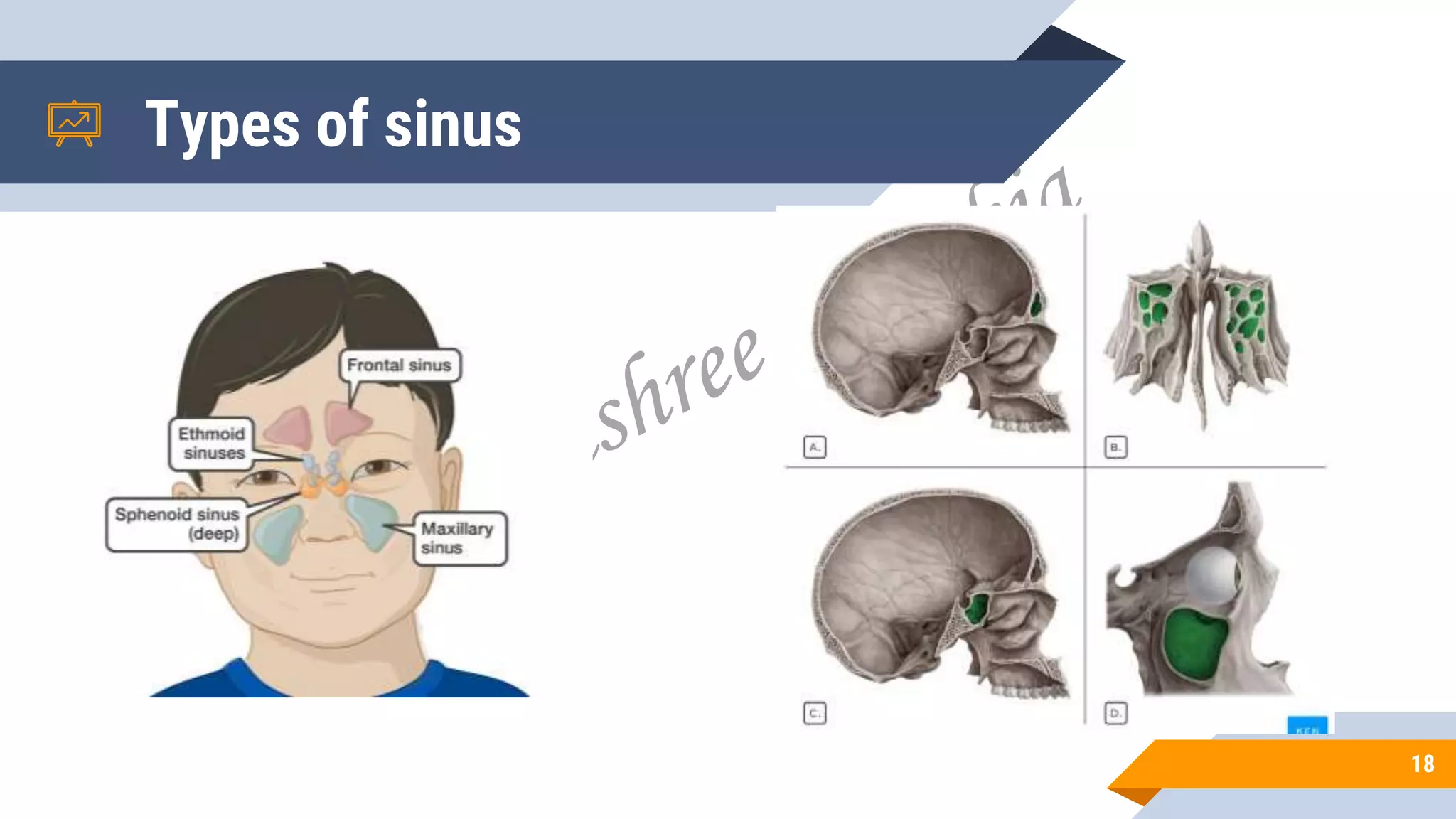 Embryology of Maxilla, Palate, Maxillary sinus & Lips and their Defects ...