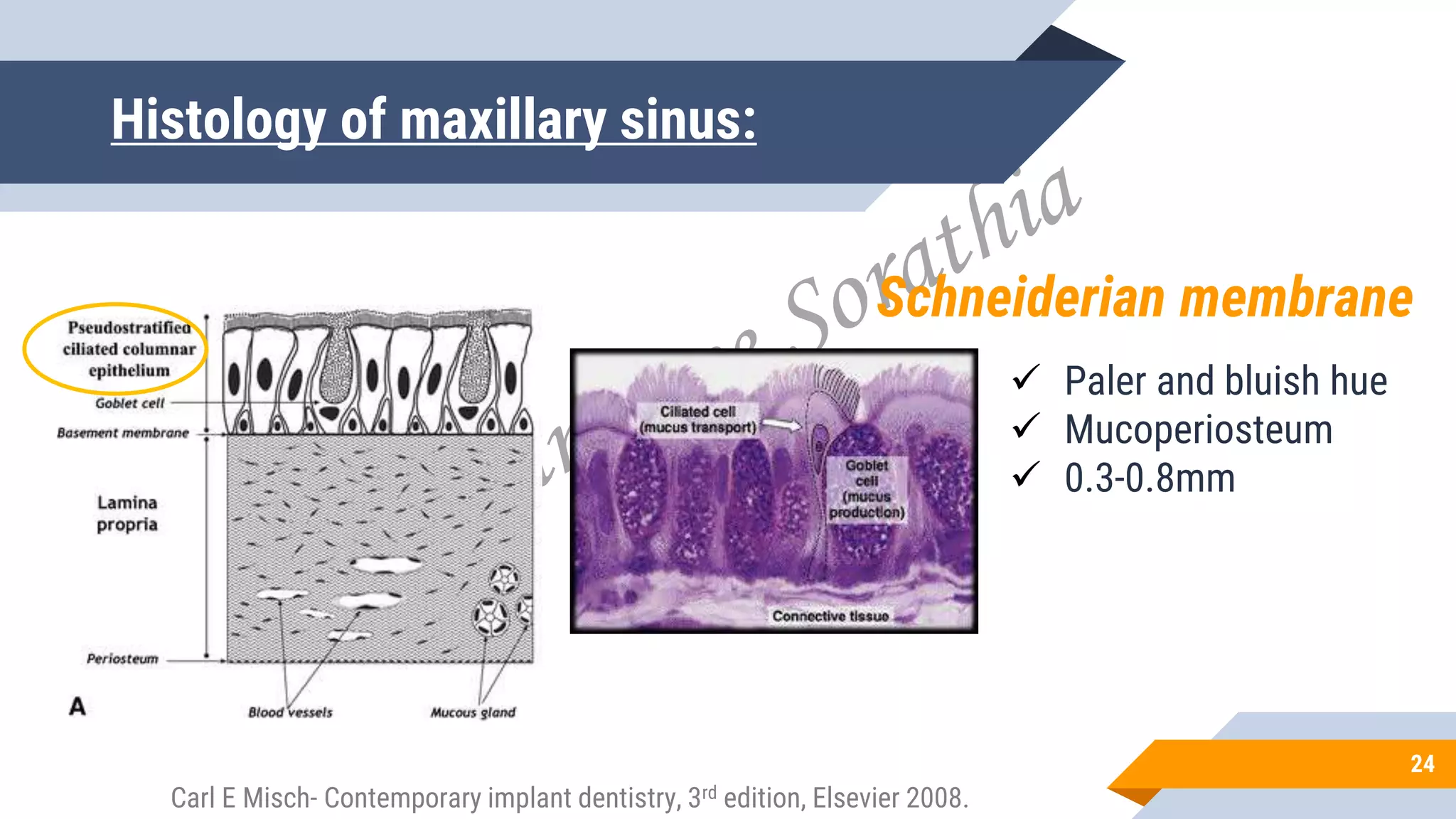 Embryology of Maxilla, Palate, Maxillary sinus & Lips and their Defects ...