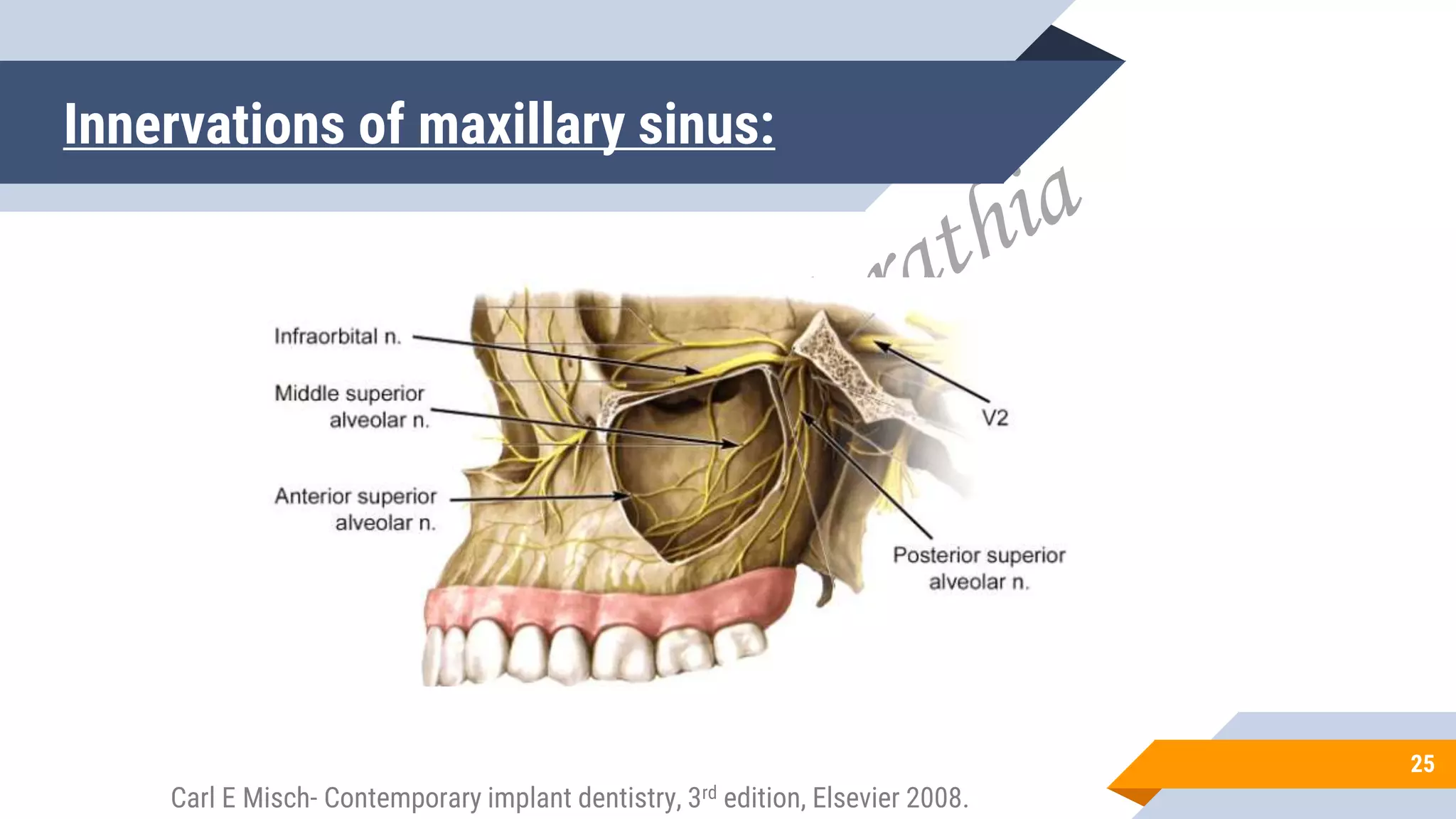 Embryology of Maxilla, Palate, Maxillary sinus & Lips and their Defects ...