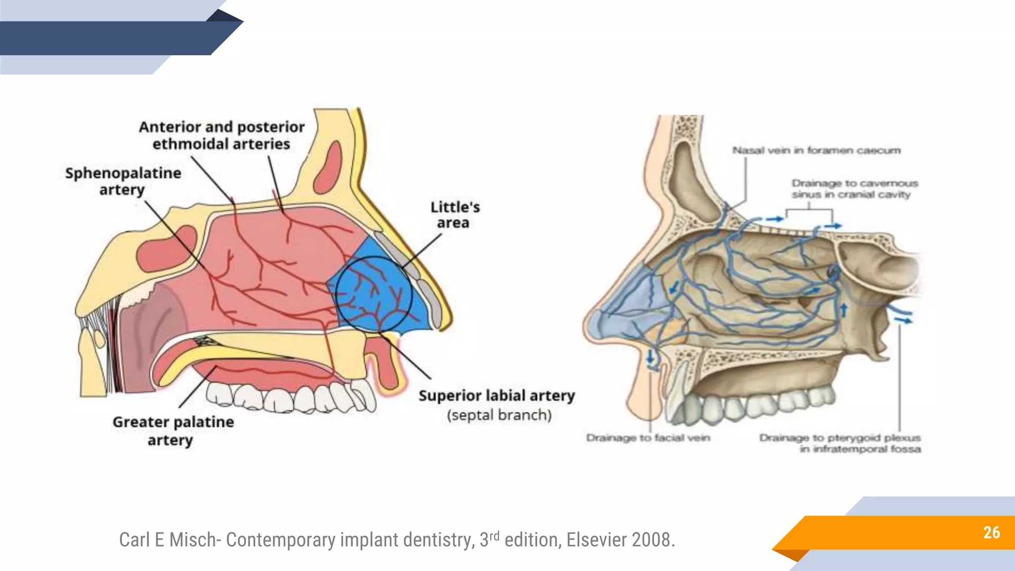 Embryology of Maxilla, Palate, Maxillary sinus & Lips and their Defects ...
