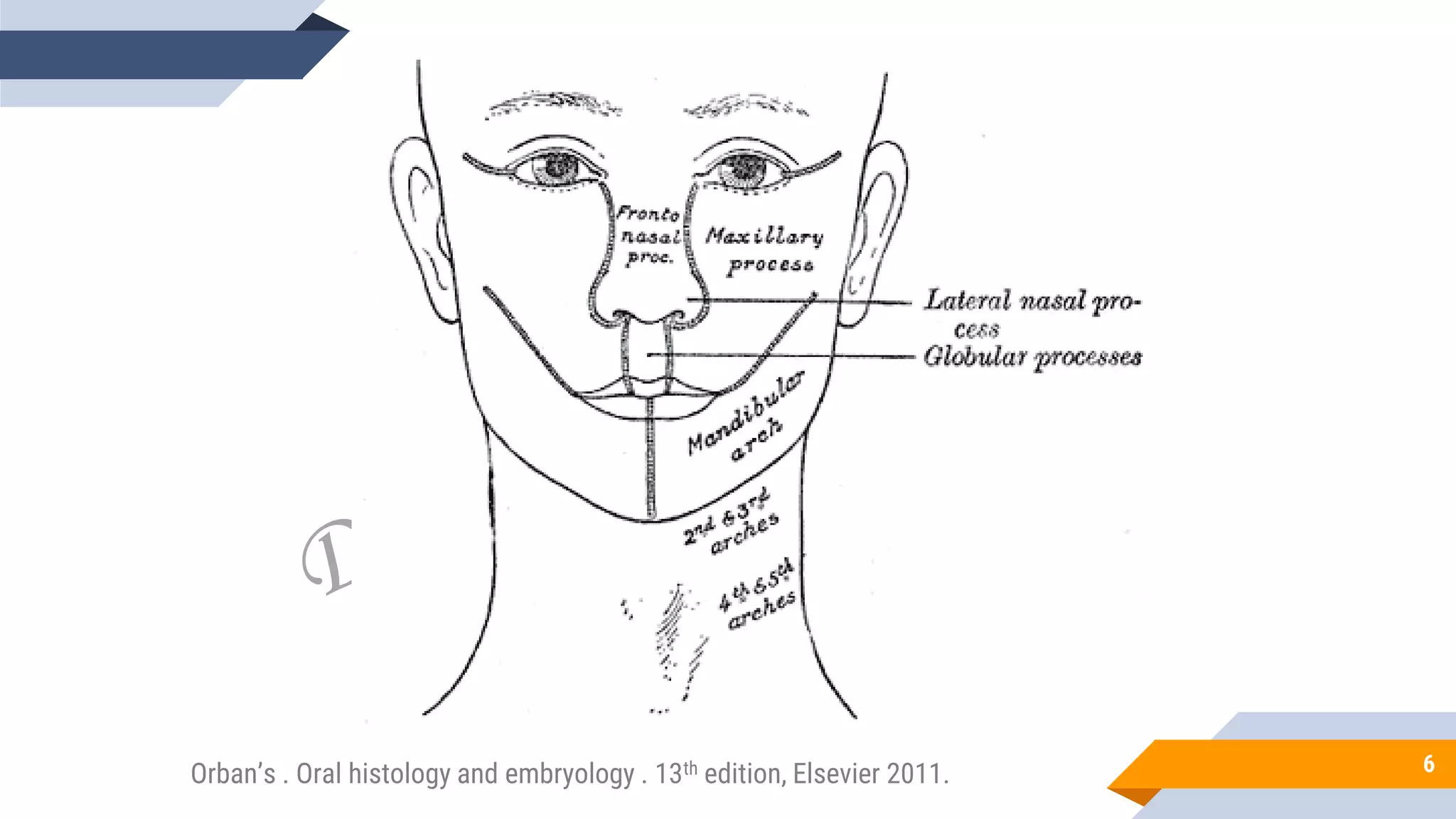Embryology of Maxilla, Palate, Maxillary sinus & Lips and their Defects ...