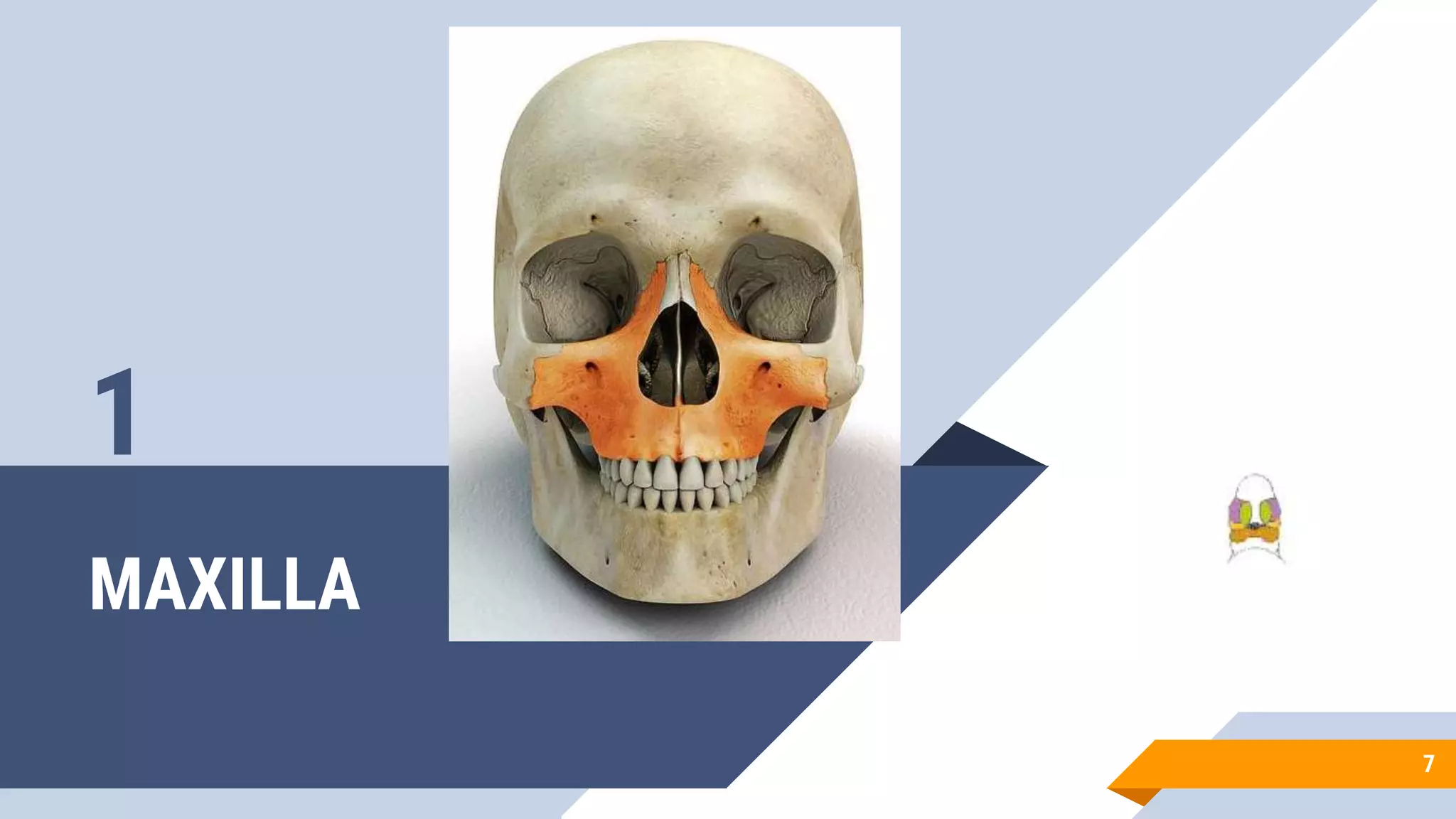 Embryology of Maxilla, Palate, Maxillary sinus & Lips and their Defects ...