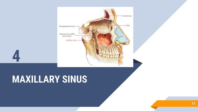 Embryology of Maxilla, Palate, Maxillary sinus & Lips and their Defects ...